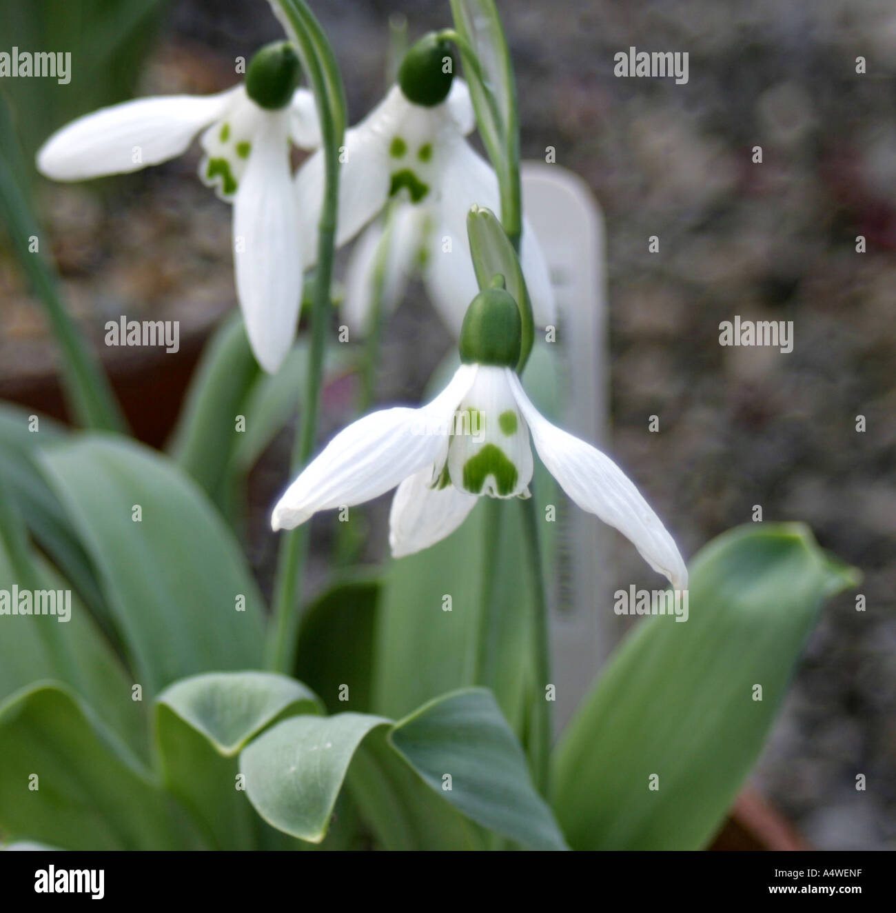 Snowdrop Galanthus elwesii Grumpy National Botantic Gardens Glasnevin ...