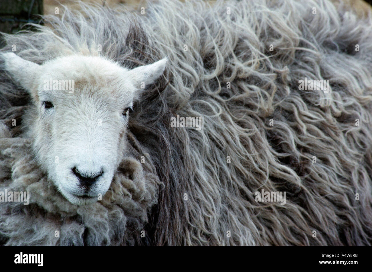 Lleyn Ewe High Resolution Stock Photography and Images - Alamy