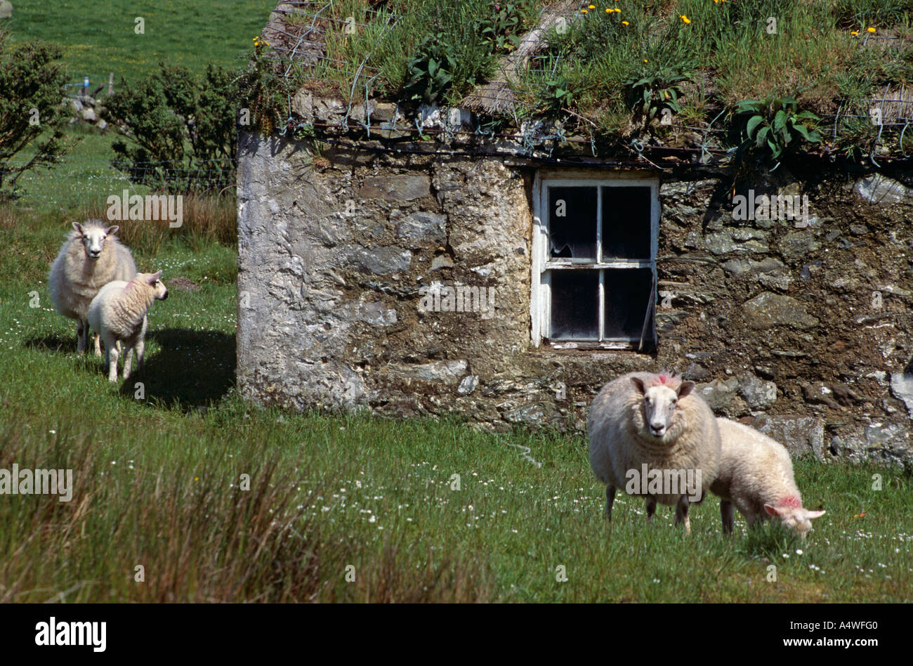 Ireland cottage sheep hi-res stock photography and images - Alamy