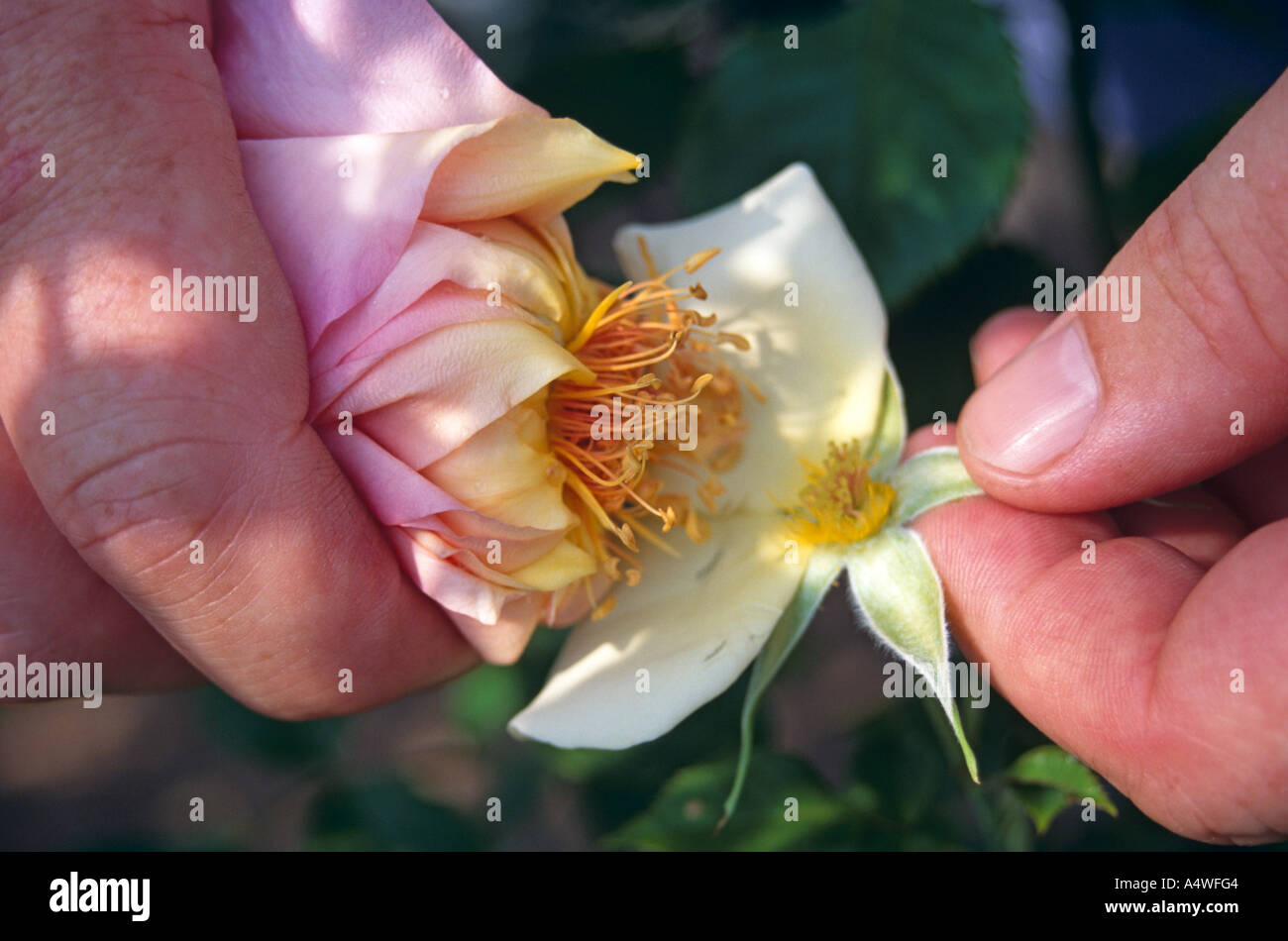 Hand pollination of roses hi-res stock photography and images - Alamy