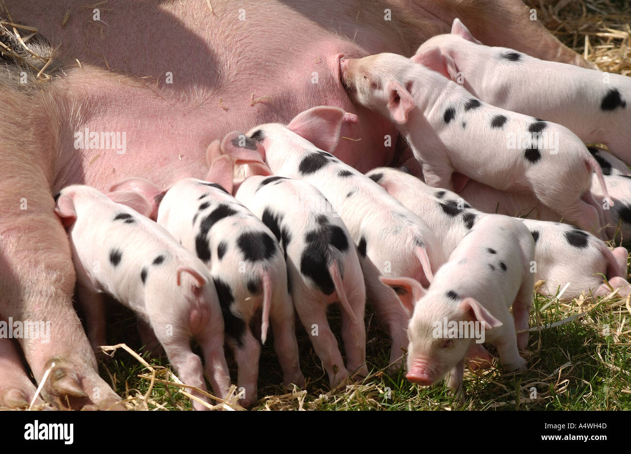 Maternal pig hi-res stock photography and images - Alamy