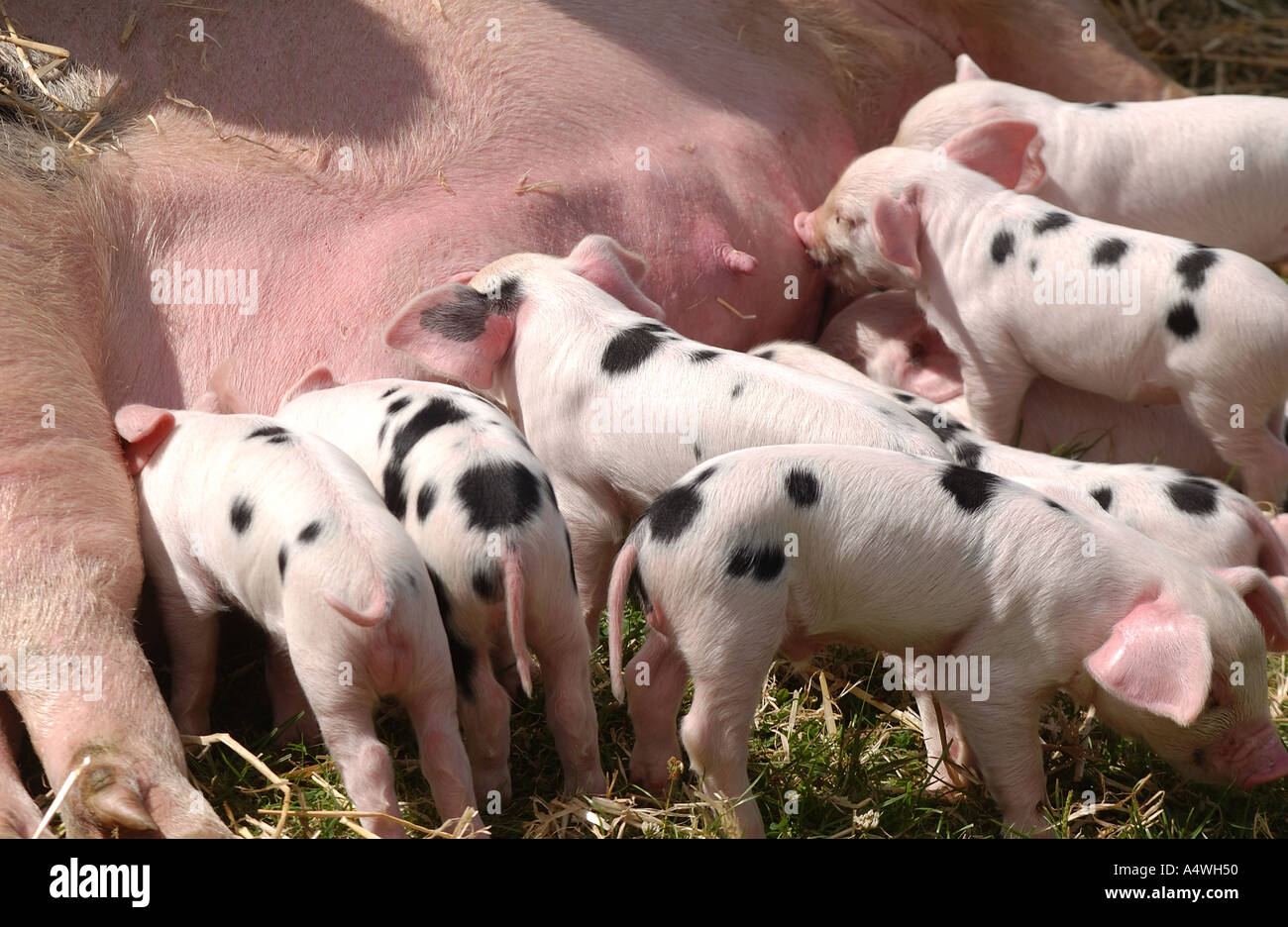 Feeding pig mom hi-res stock photography and images - Alamy