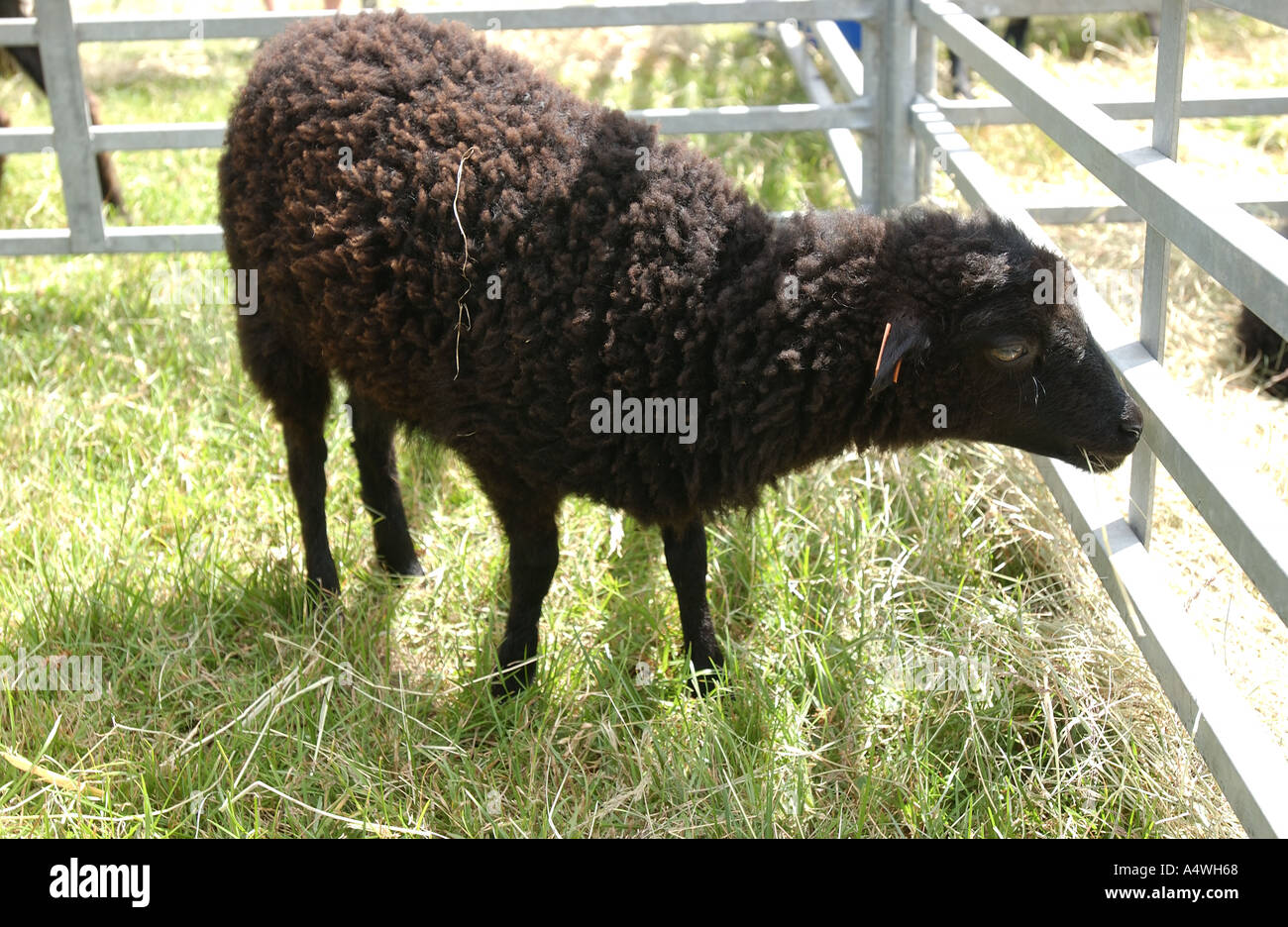 Rarebreed sheep hi-res stock photography and images - Alamy