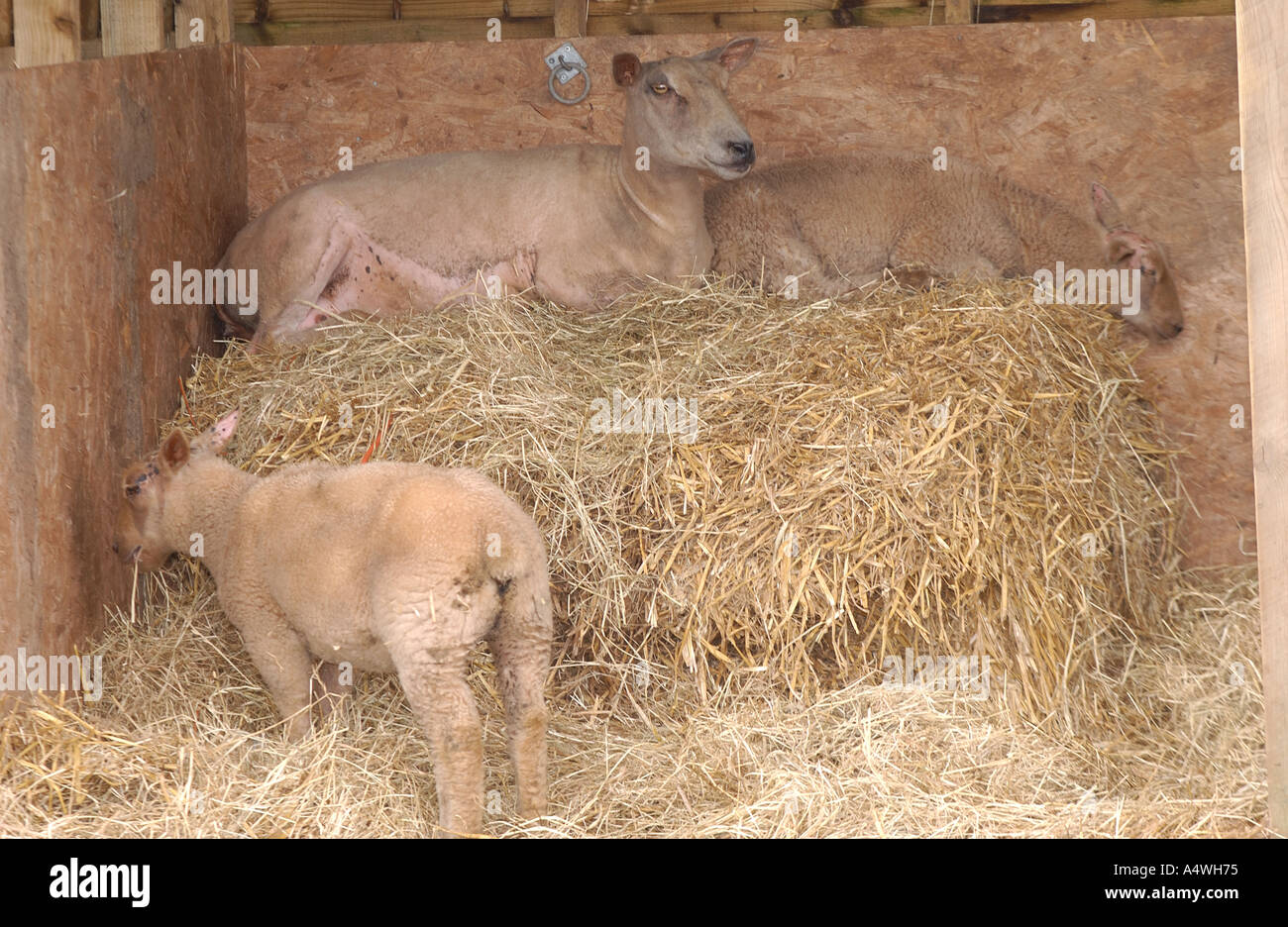 sheep in shead keeping warm Stock Photo - Alamy