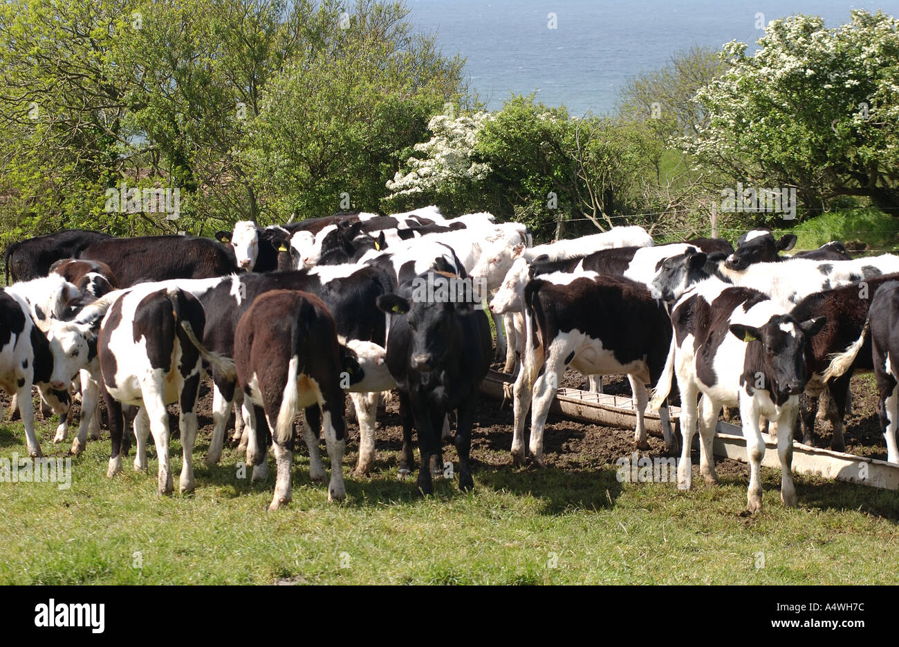 Fresian cow feeding Stock Photo - Alamy