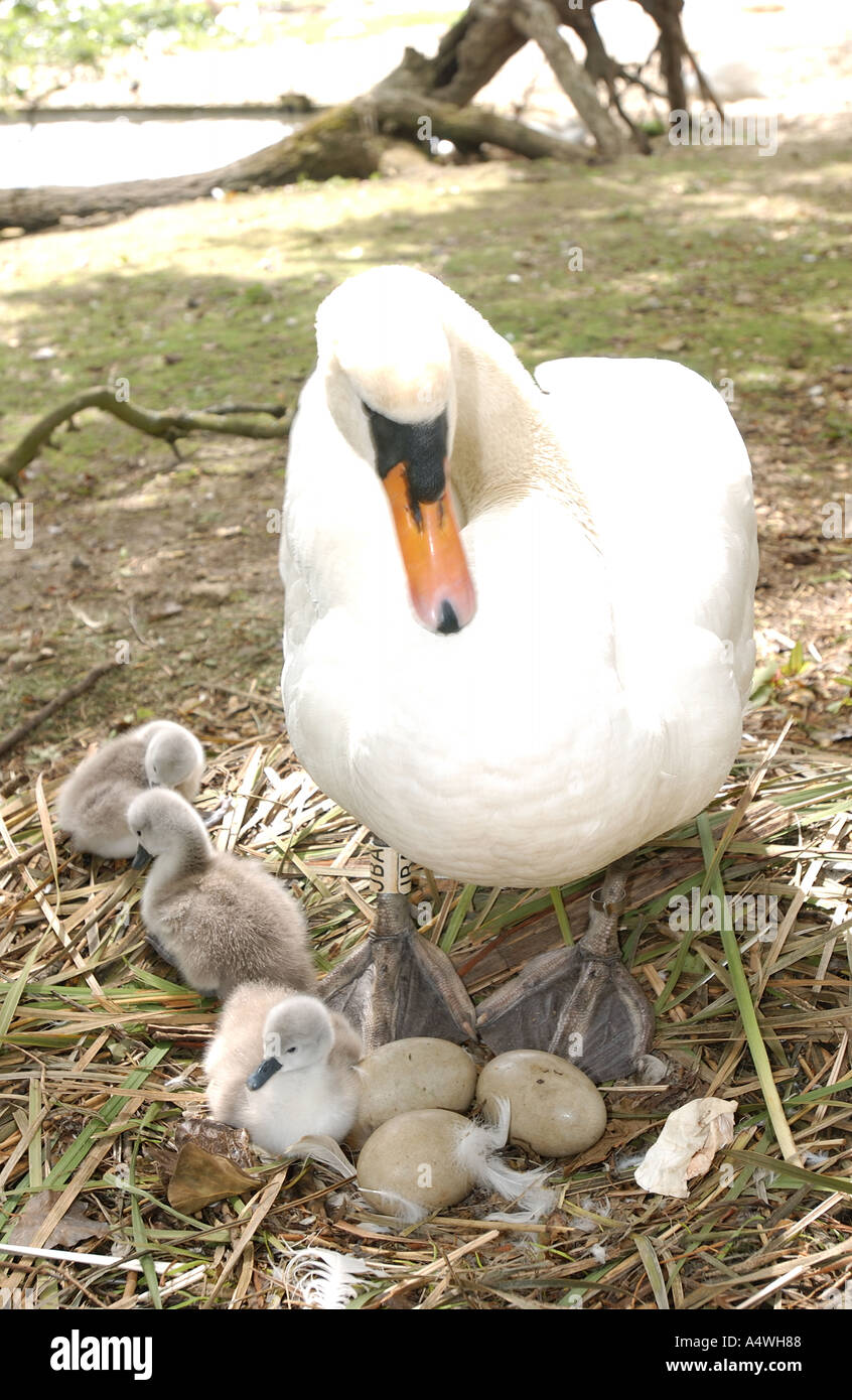 swan with cygnet Stock Photo - Alamy