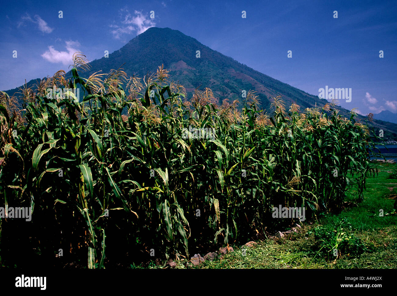 corn crop, stratovolcano, dormant volcano, San Pedro Volcano, Santiago ...