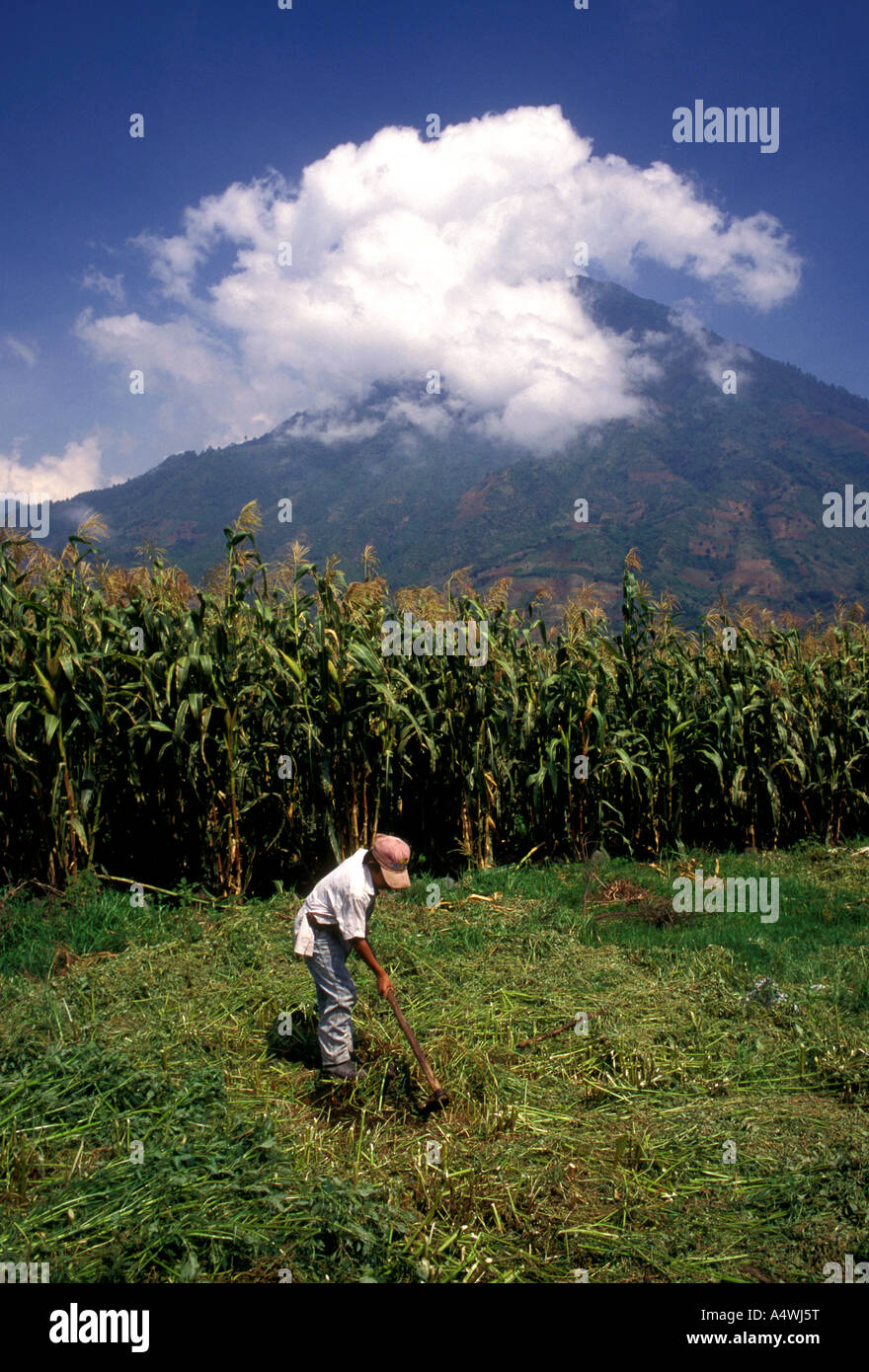 Corn growing guatemala hi-res stock photography and images - Alamy