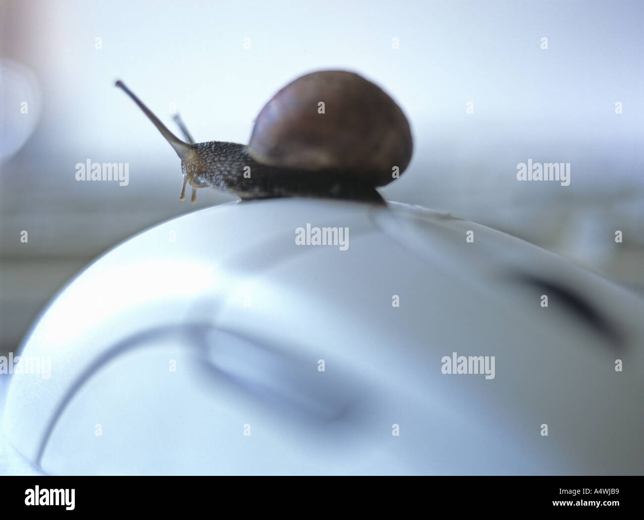 Snail computer mouse hi-res stock photography and images - Alamy