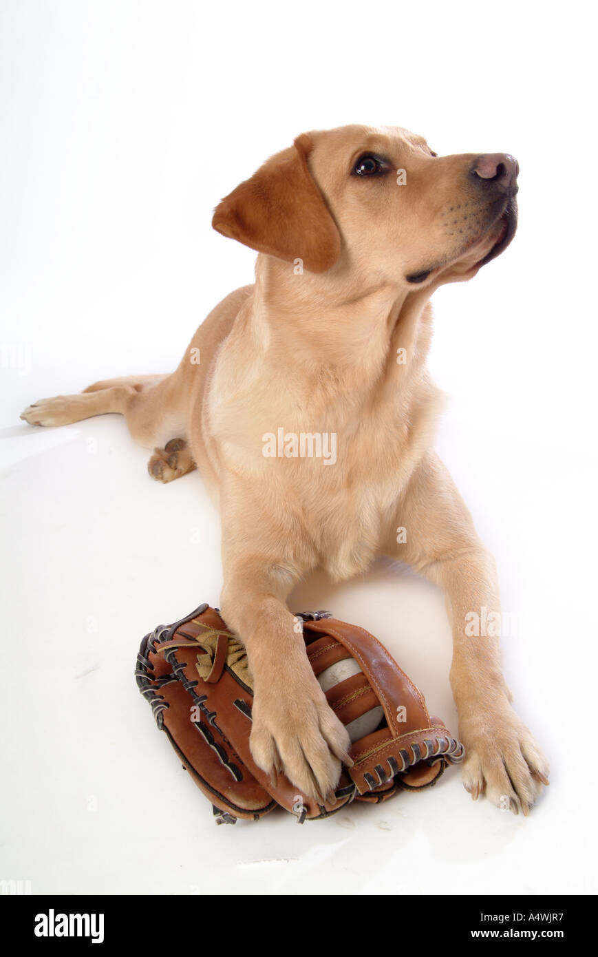 Baseball glove dog hi-res stock photography and images - Alamy