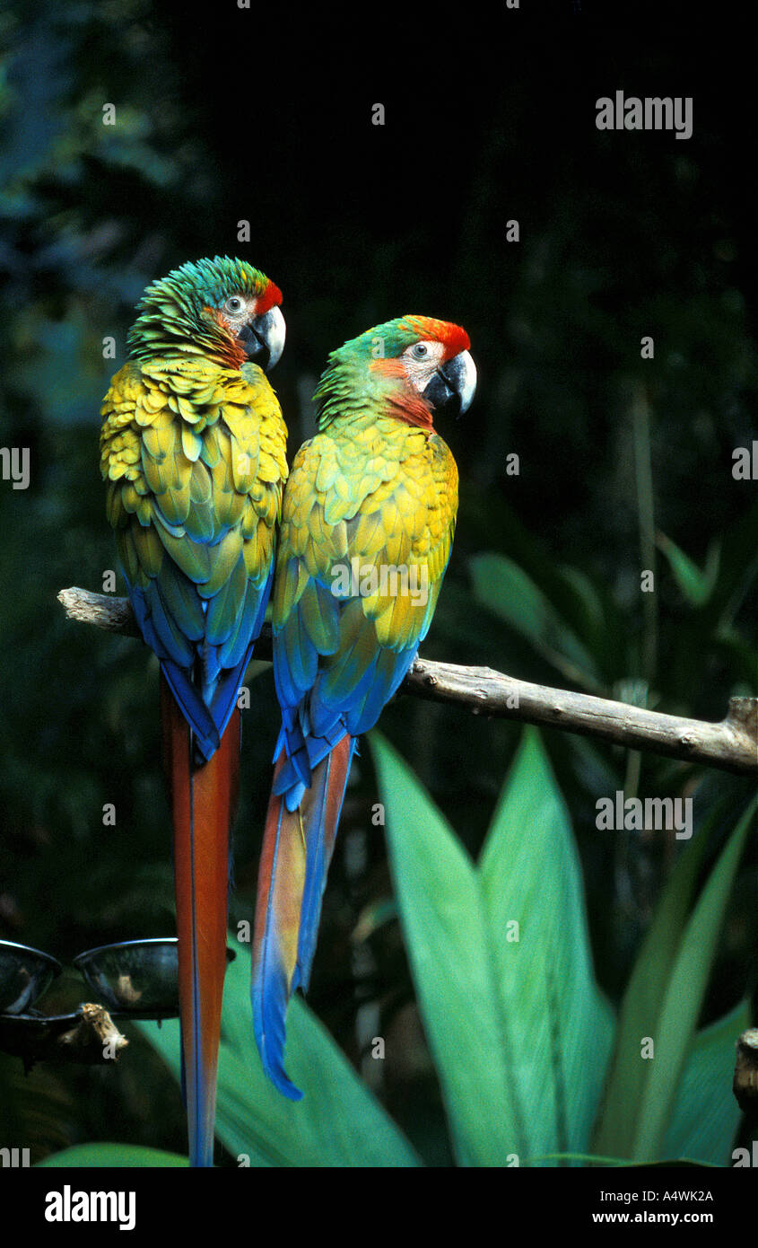 Macaws in a zoo setting Brazil Stock Photo - Alamy