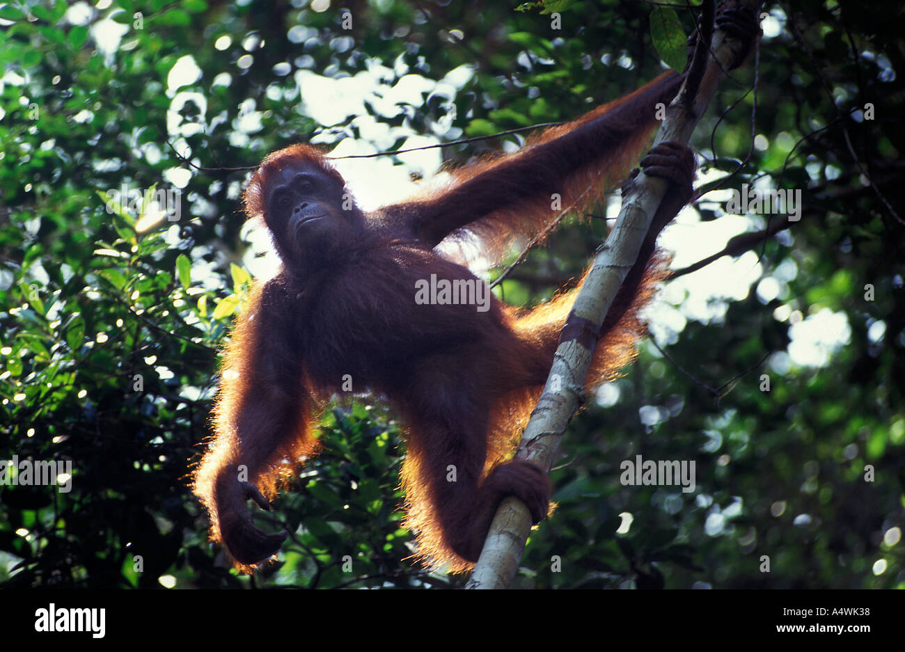 Wild orangutan, Pongo pygmaeus, in Gunung Palung National Park ...