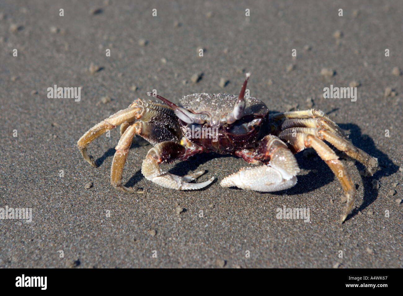 Close up of ghost crab on Goa beach India Stock Photo - Alamy