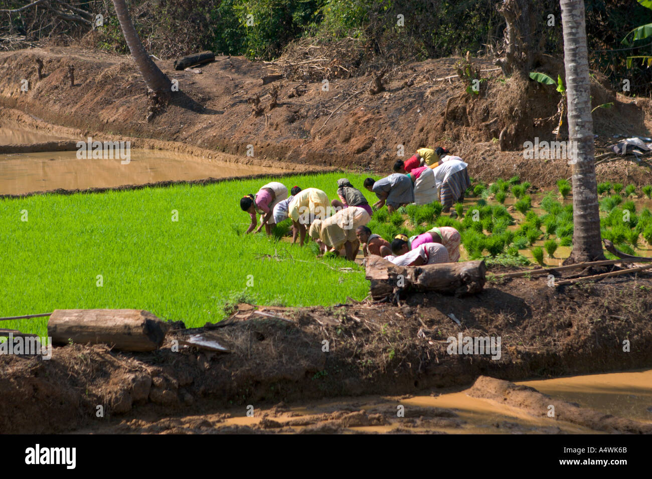 Beautiful green paddy rice field hi-res stock photography and images ...