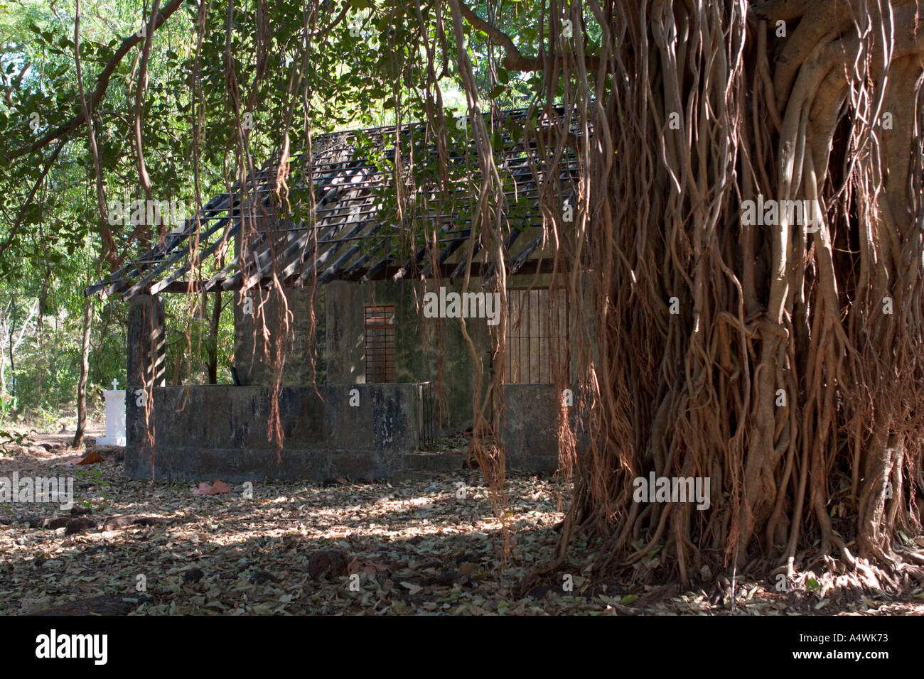 Tree roots house hi-res stock photography and images - Alamy