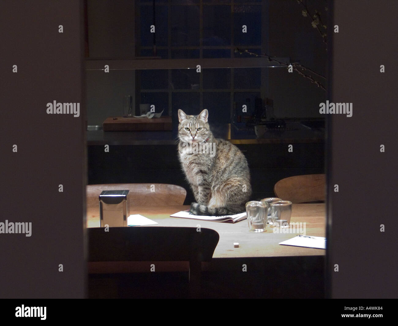 Cat sitting on a table Stock Photo - Alamy