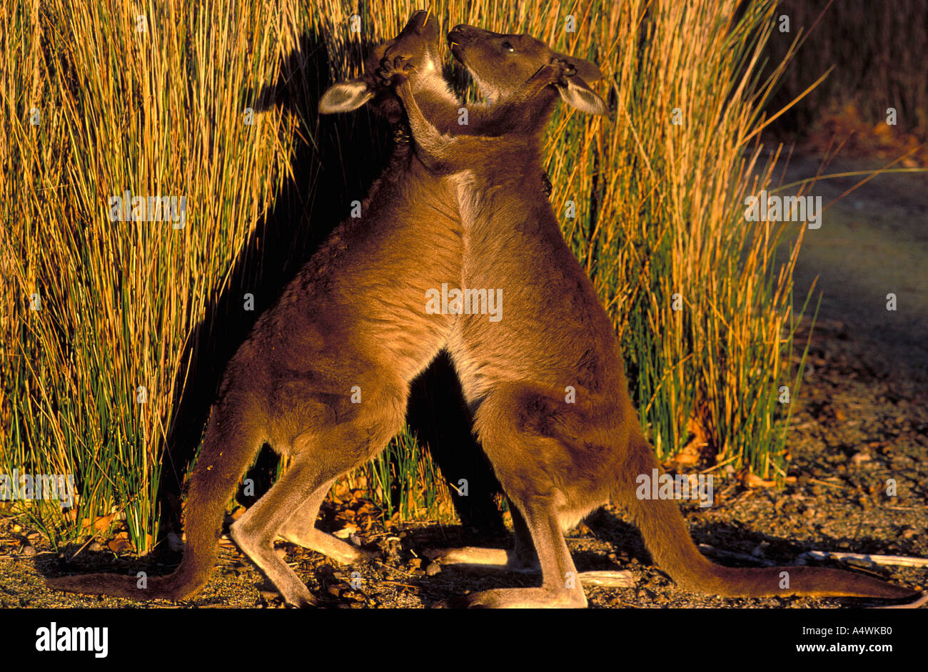 Kangaroo Island kangaroos playing Macropus giganteus Flinders Chase ...