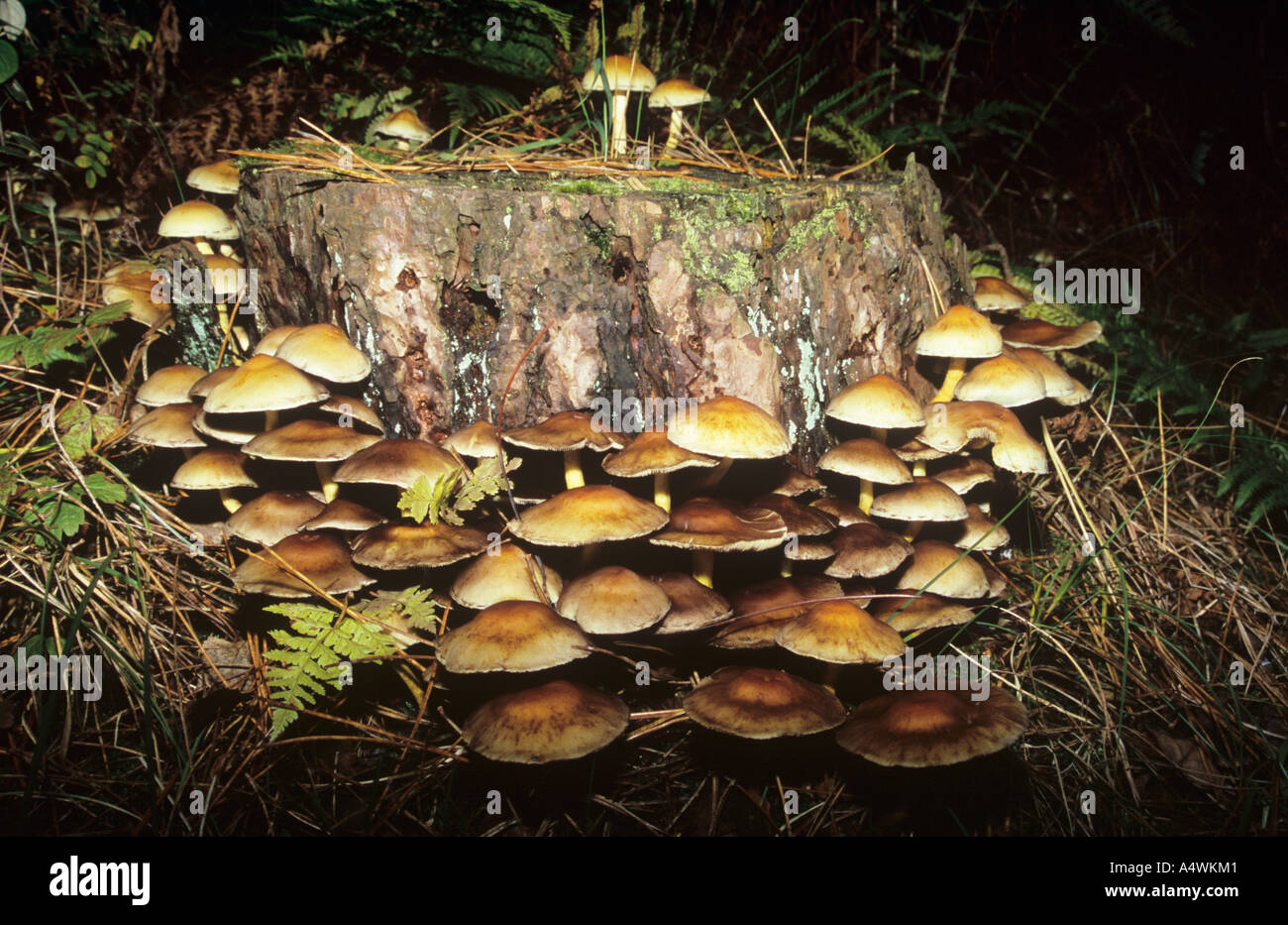 Toadstools around tree stump north Wales Stock Photo - Alamy