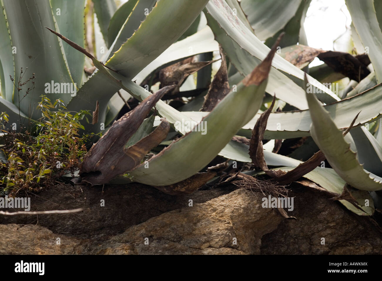 Agave mediterranea growing on rocks by lake Orta - Italy Stock Photo ...