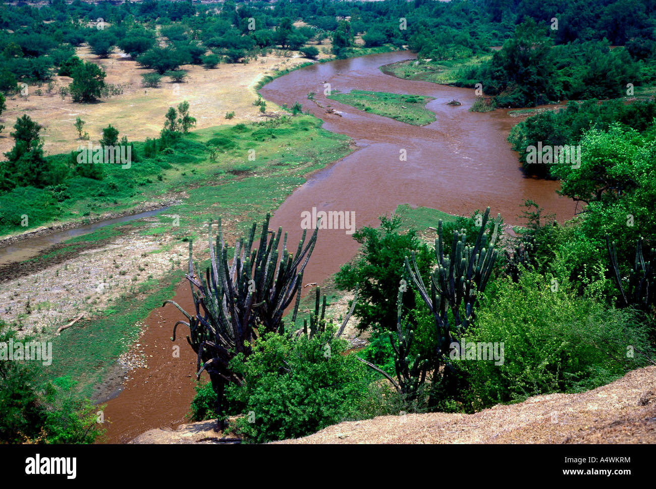 prickly pear cactus, cactus, cacti, Motagua River, near village of Dona ...