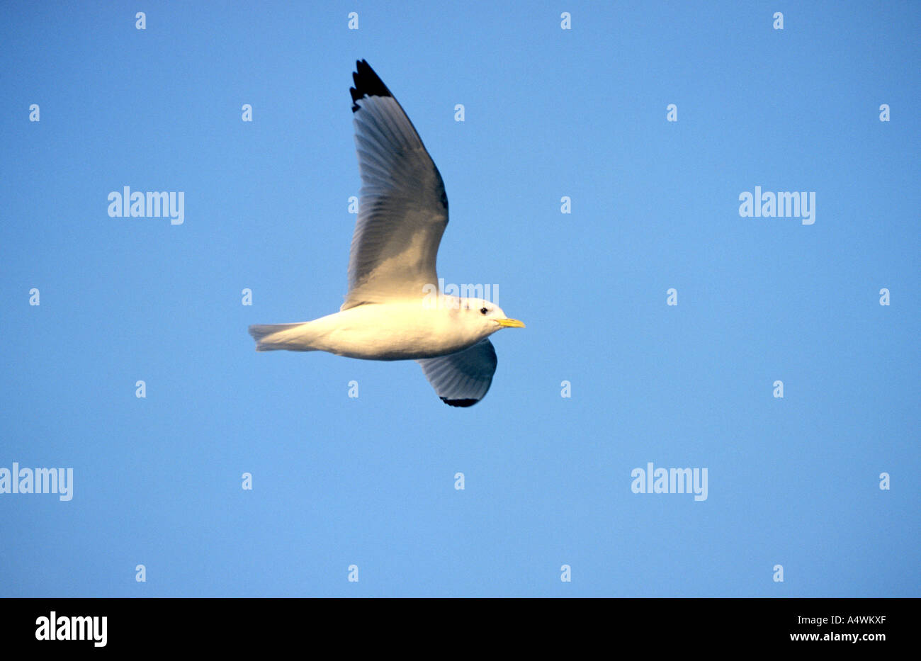 Irish avian hi-res stock photography and images - Alamy