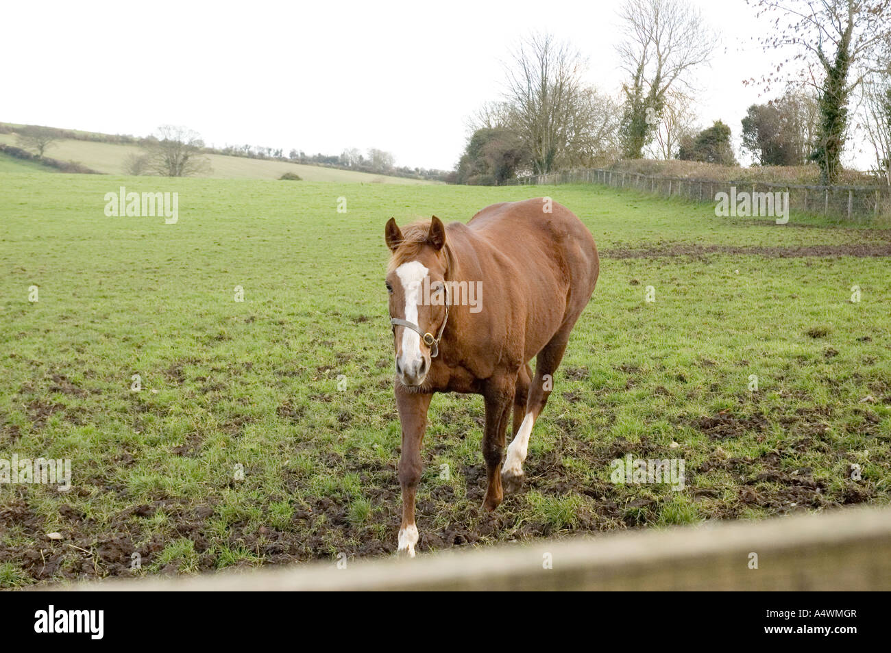 young mare on a stud farm in county meath ireland Stock Photo - Alamy