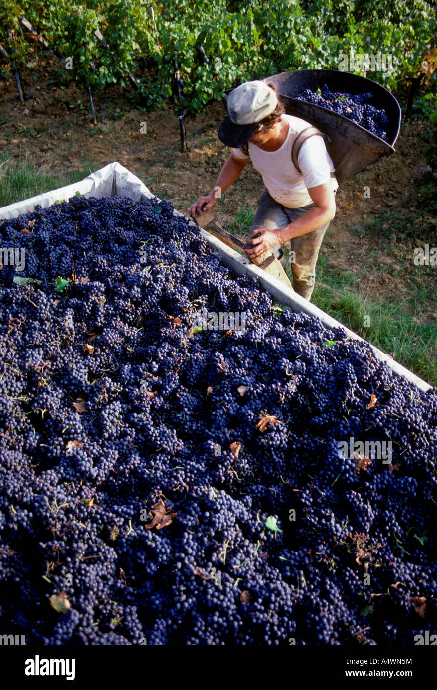 French People Man Male Harvesting High Resolution Stock Photography and ...