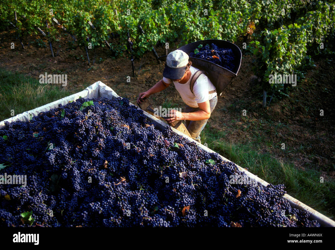 1, one, Frenchman, French man, harvesting grapes, grape harvest, grape ...