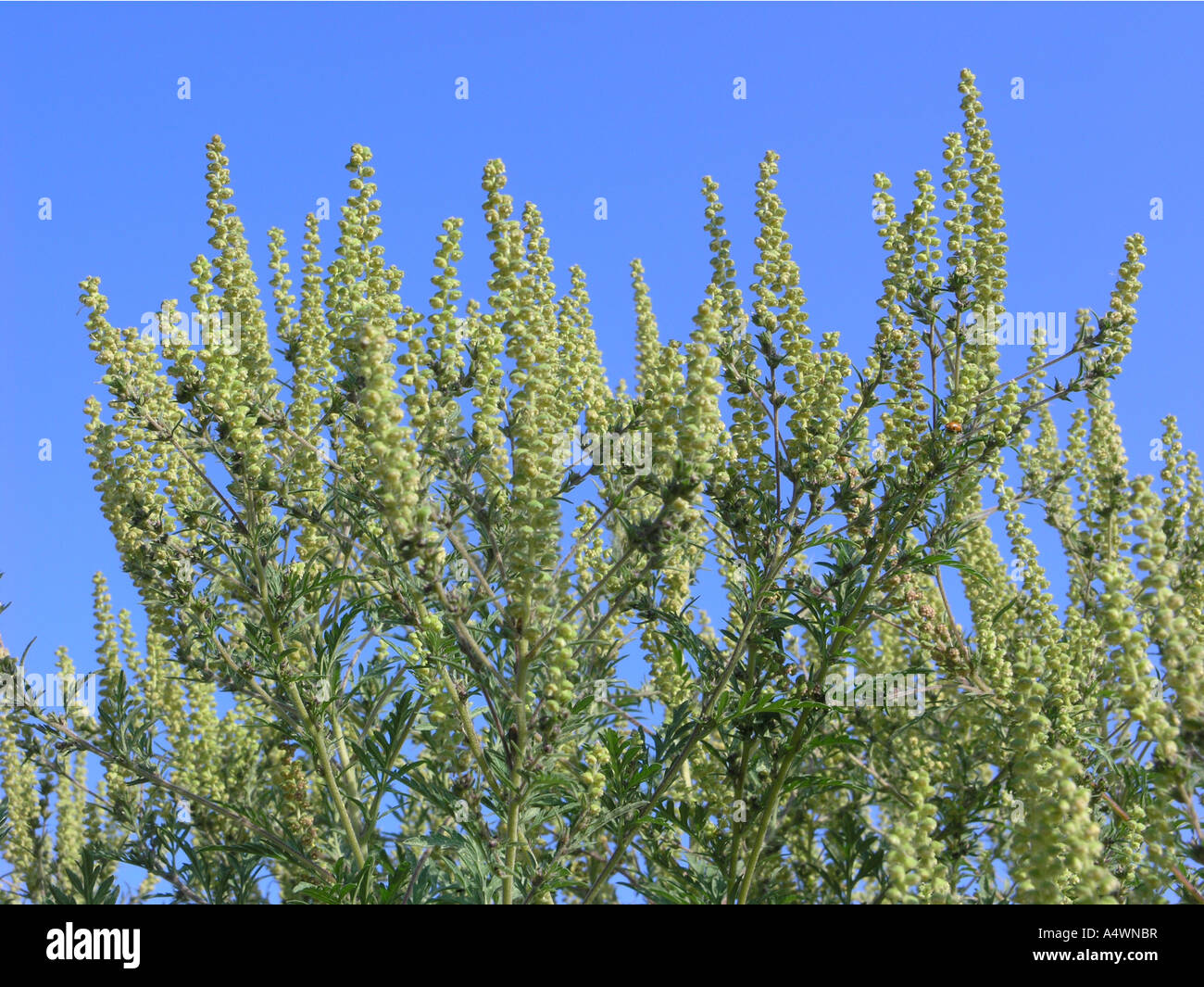 Ambrosia plant hi-res stock photography and images - Alamy