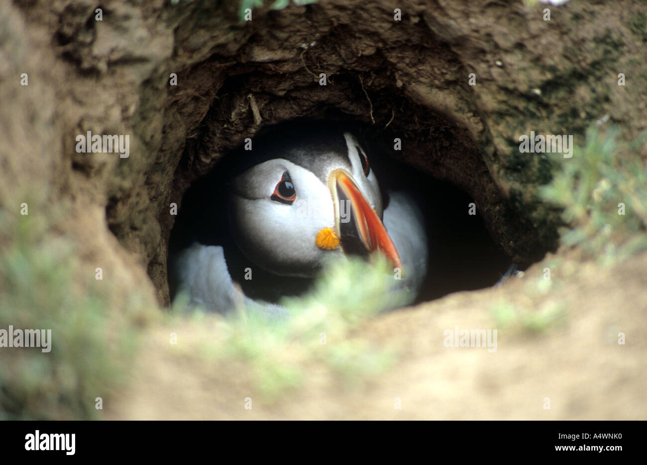 Atlantic puffin emerging from burrow, Skomer Island west Wales Stock ...