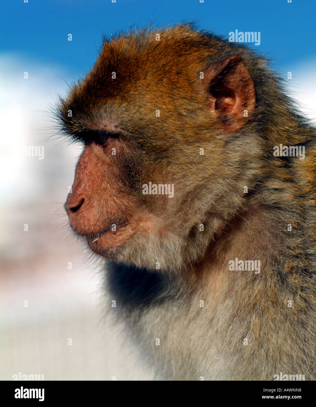 gibraltar gib spain spanish british colony travel tourism the rock the ...