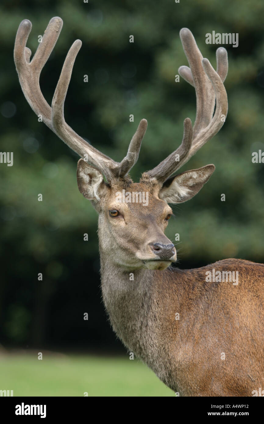 Red Deer face side Stock Photo - Alamy