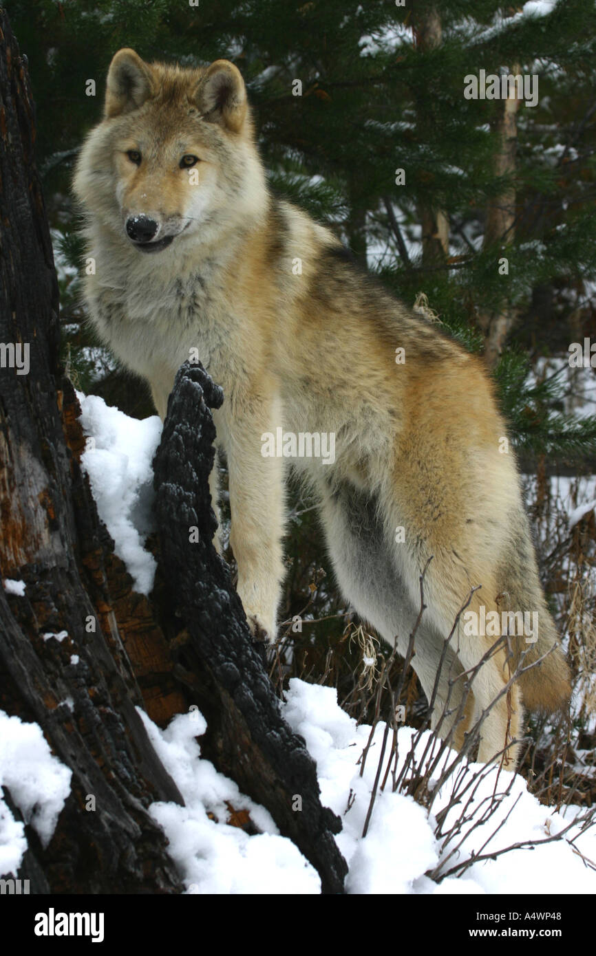 Dark Brown Female Wolf