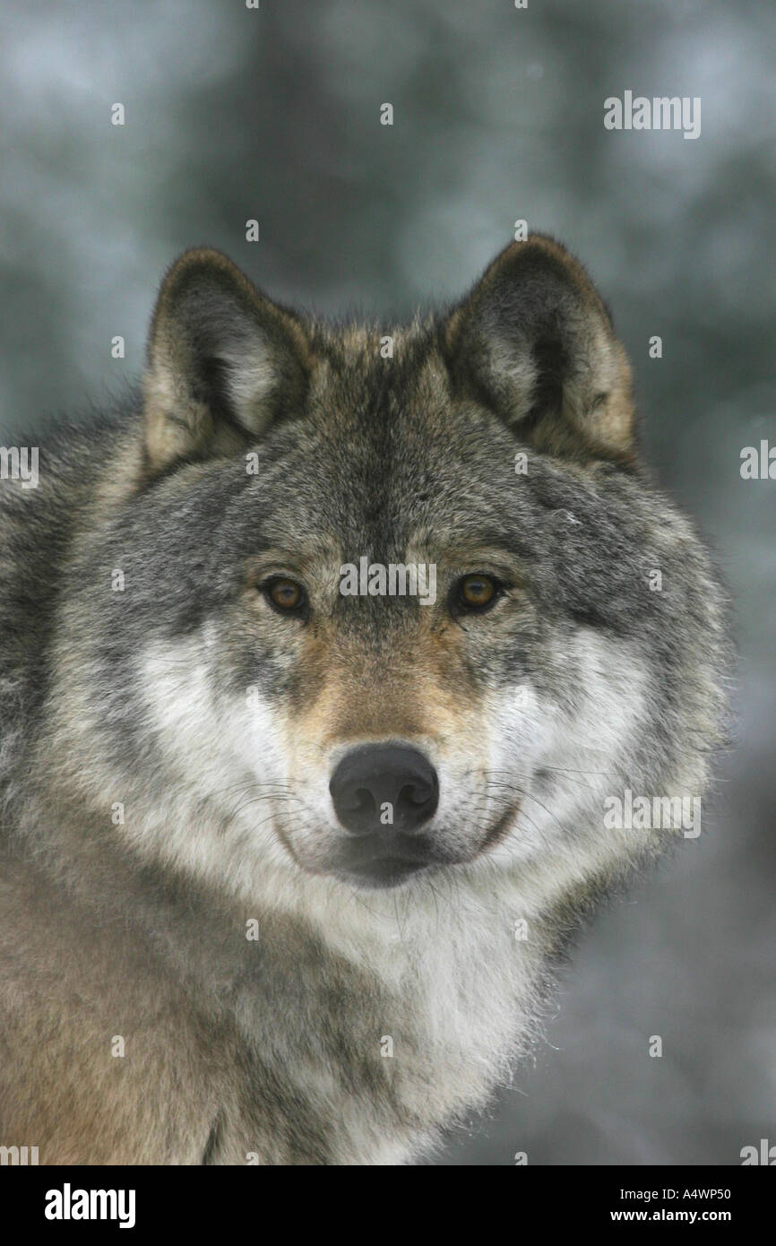 Wolf alpha male hi-res stock photography and images - Alamy