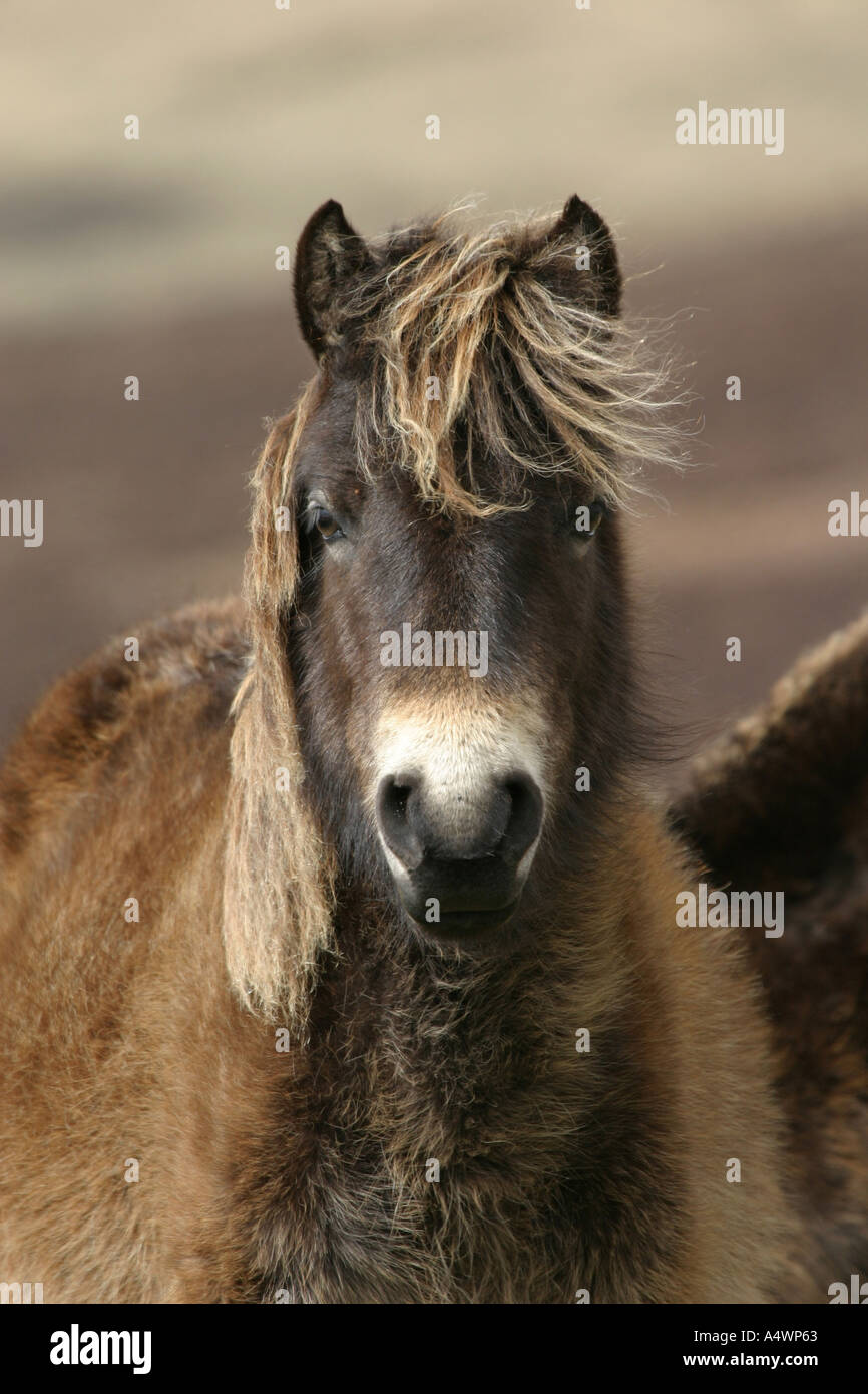 Ponie hi-res stock photography and images - Alamy