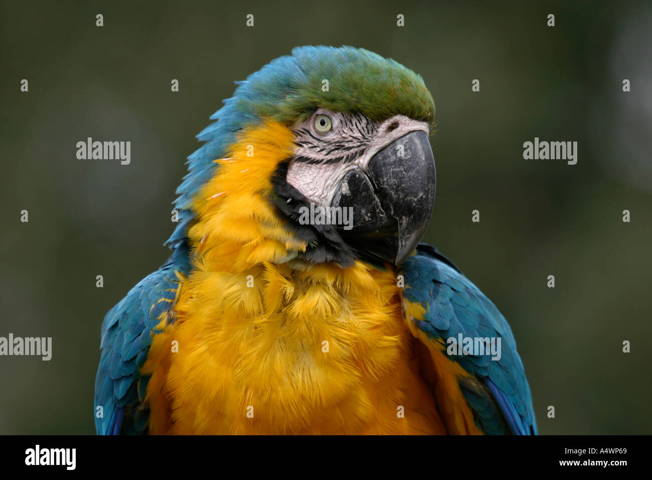 Parot face side Stock Photo - Alamy