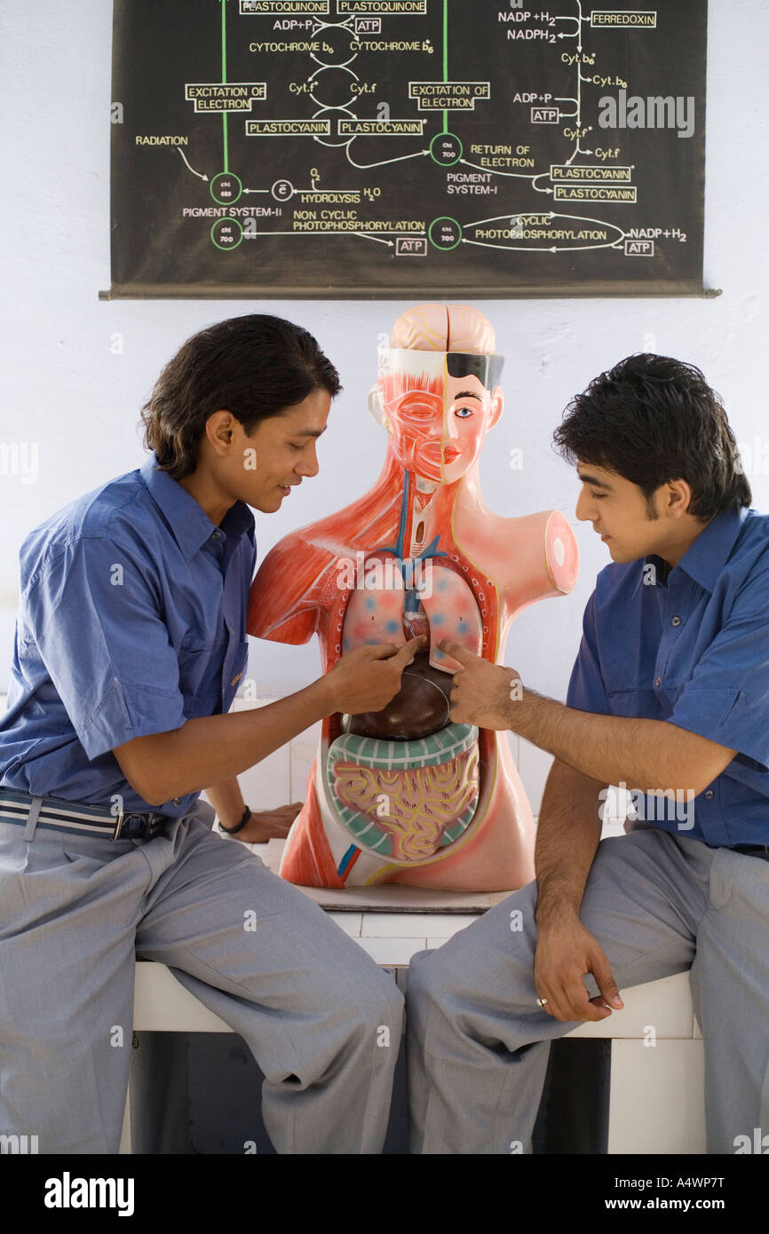 Male students examining anatomical model Stock Photo - Alamy