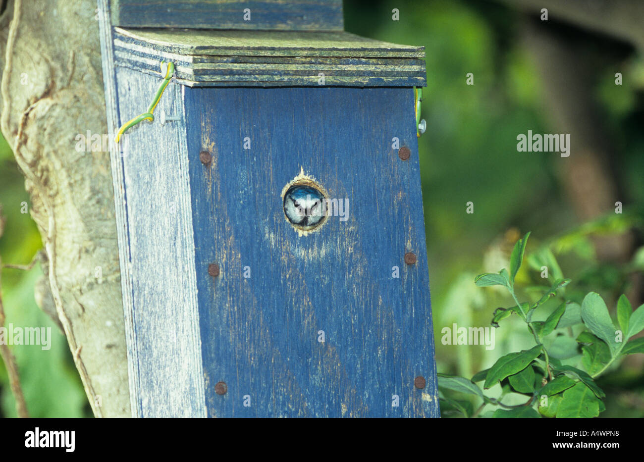 Blue tit in nest box Stock Photo - Alamy