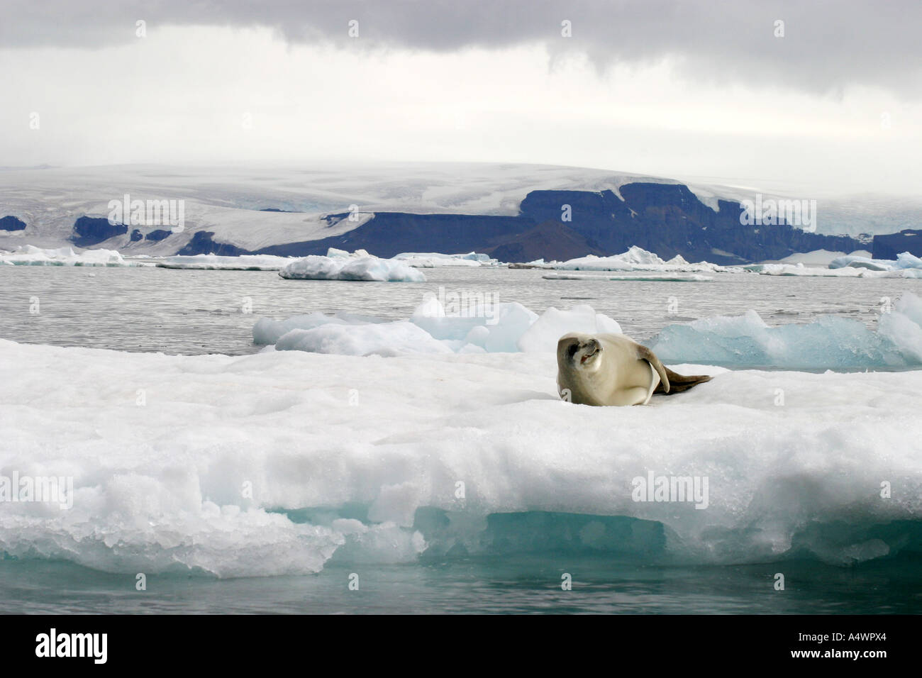 A crab eating seal lying on a slab of ice in the Antarctic Peninsular ...