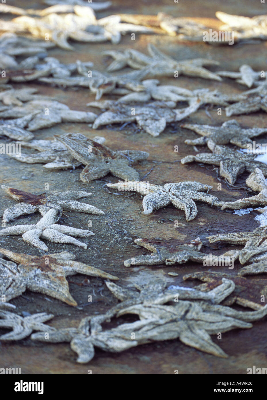 Dead starfish drying. Japan Stock Photo - Alamy