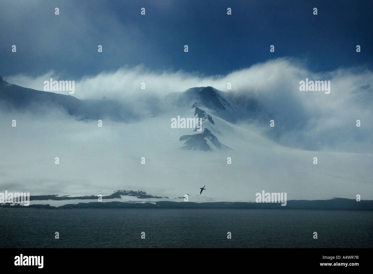 Tumbling bird hi-res stock photography and images - Alamy