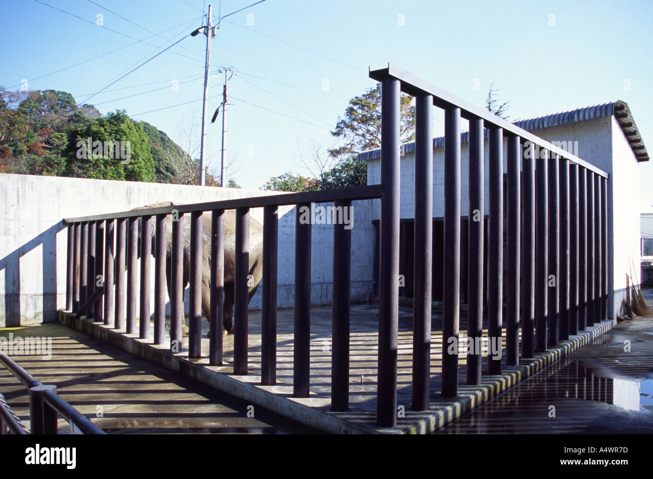 Small enclosure for African elephant . Beppu Japan Stock Photo - Alamy
