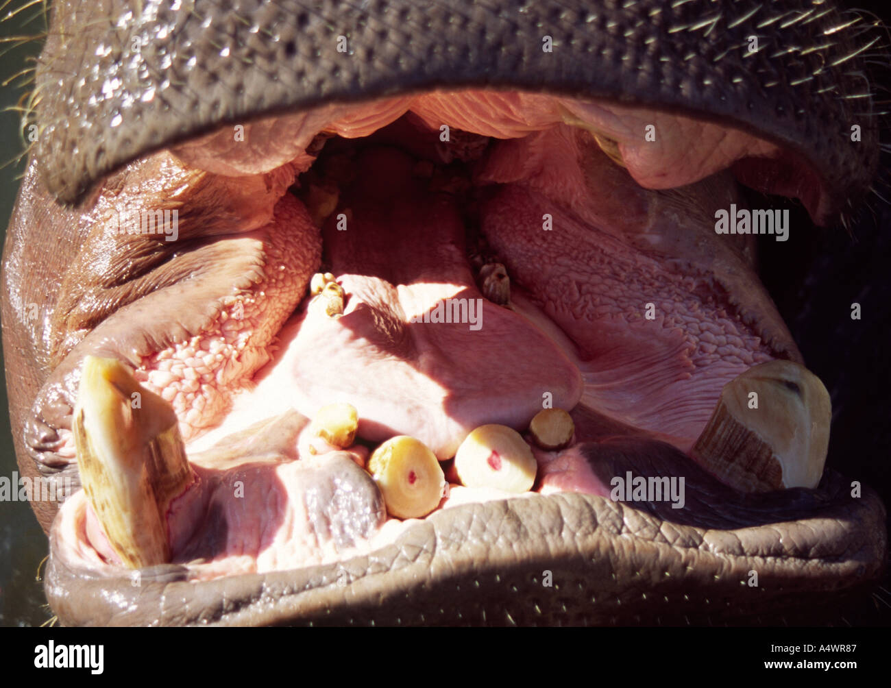 Captive hippo hi-res stock photography and images - Alamy