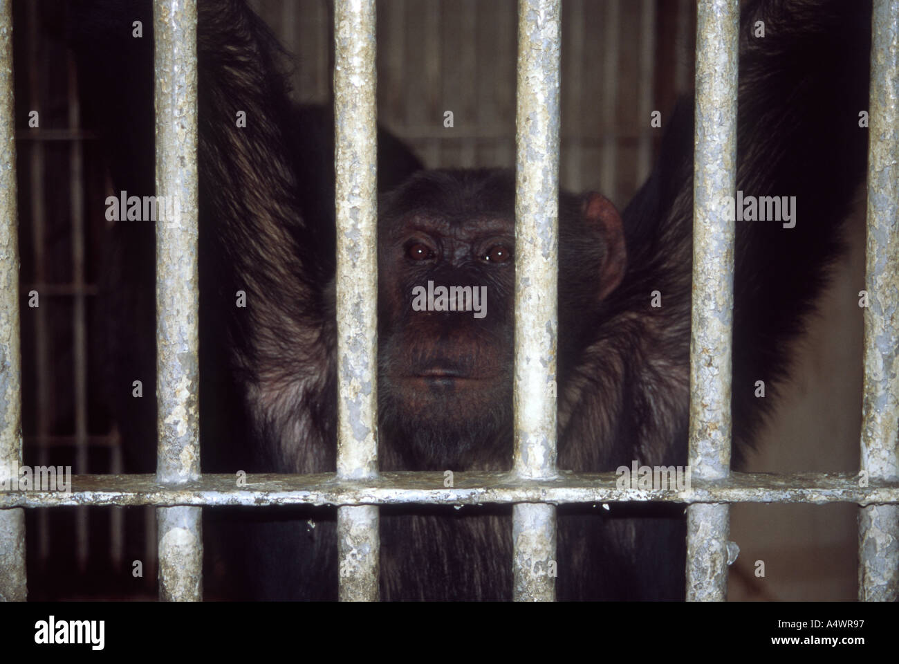 Captive chimpanzee. Beppu Japan Stock Photo - Alamy