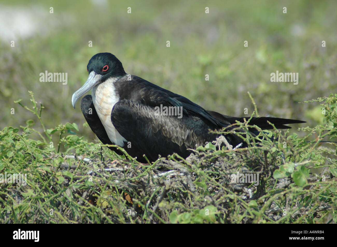 Female Frigate Bird in the Galapagos Islands, Ecuador Stock Photo - Alamy