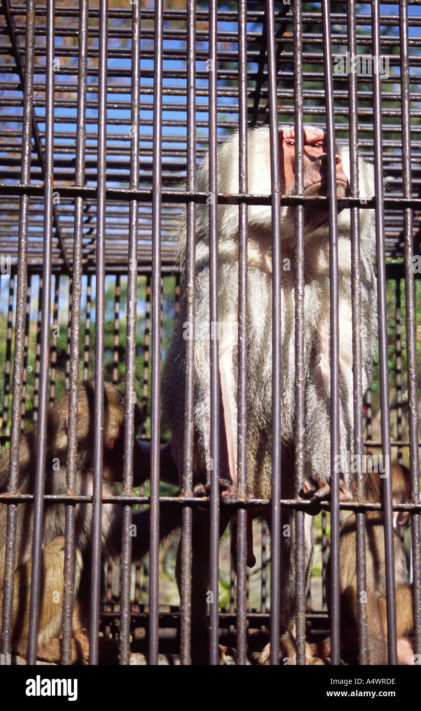 Japanese monkey behind hi-res stock photography and images - Alamy