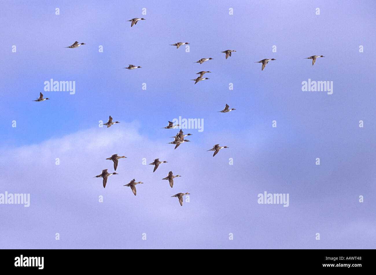 Pin flight hi-res stock photography and images - Alamy