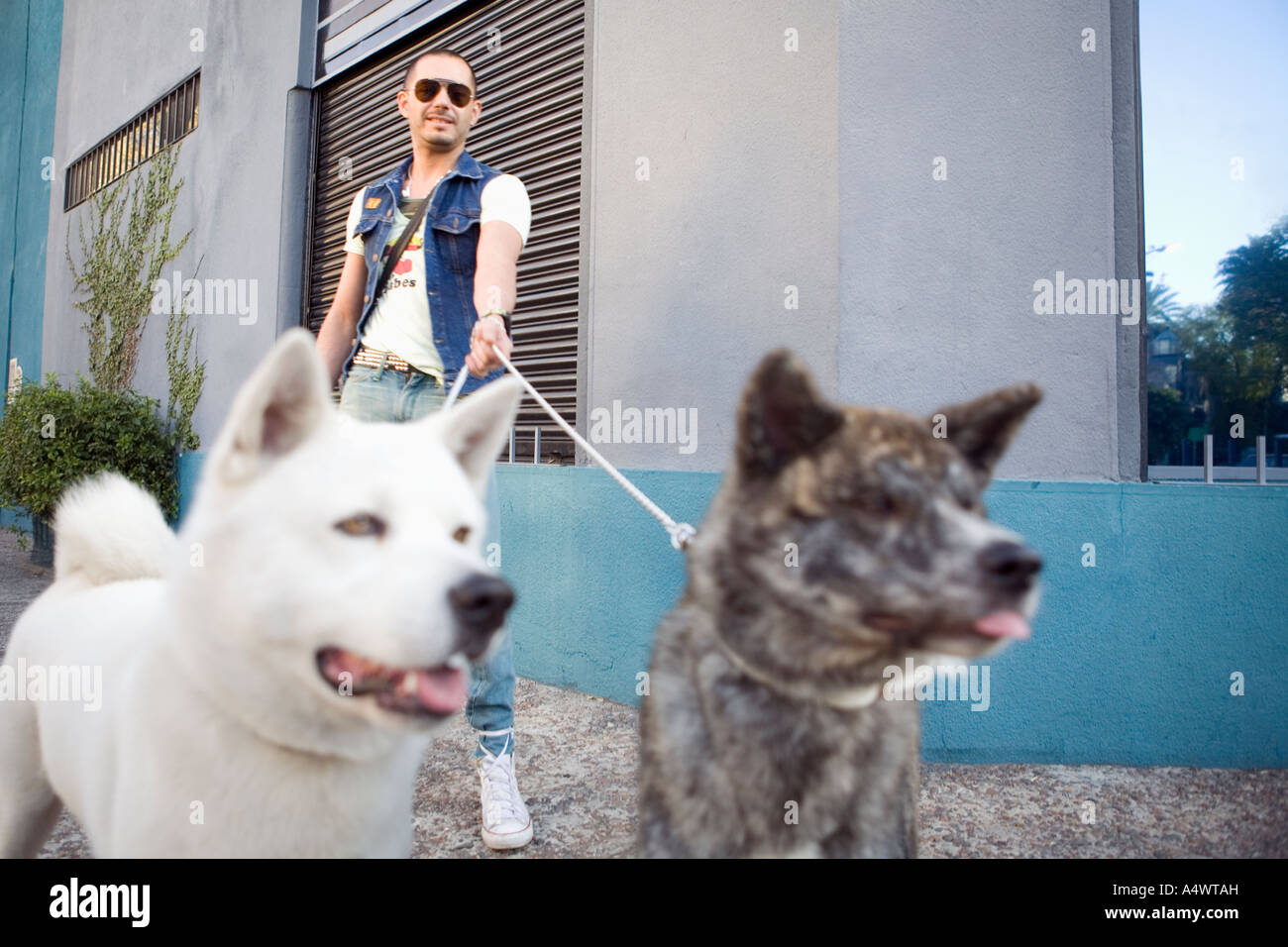 Young man walking his dogs Stock Photo - Alamy