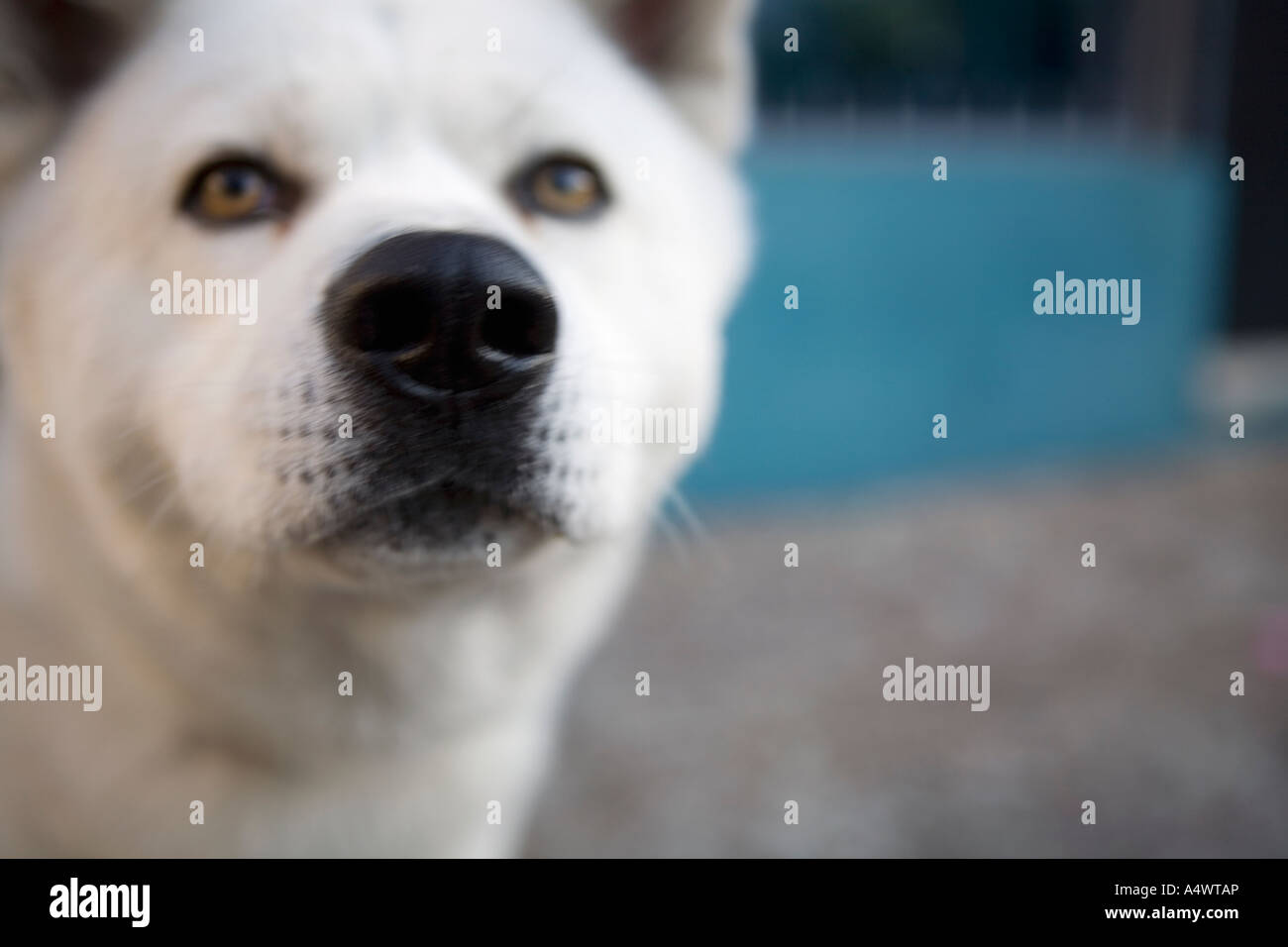 Close-up of dog’s nose Stock Photo - Alamy