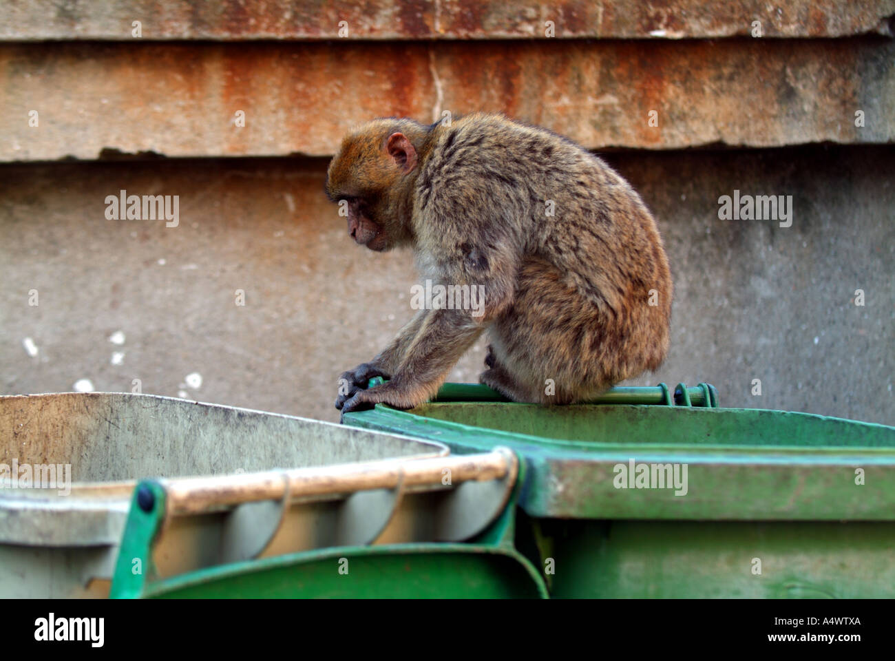 Monkey gibraltar rubbish hi-res stock photography and images - Alamy